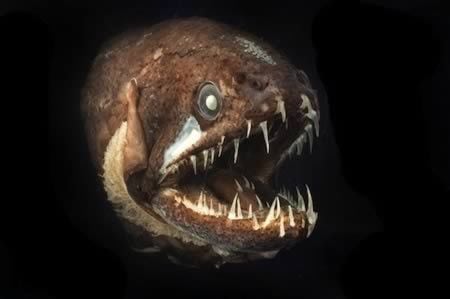 The Dragonfish That Grows Teeth On Its Tongue - OziDent